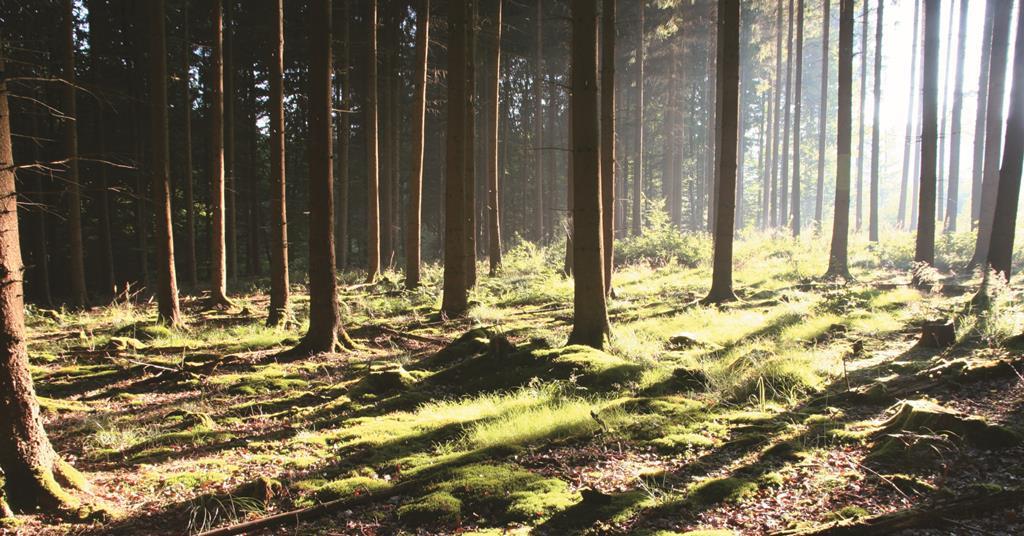 Denmark must make forestry more appealing for investors, says IPD ...