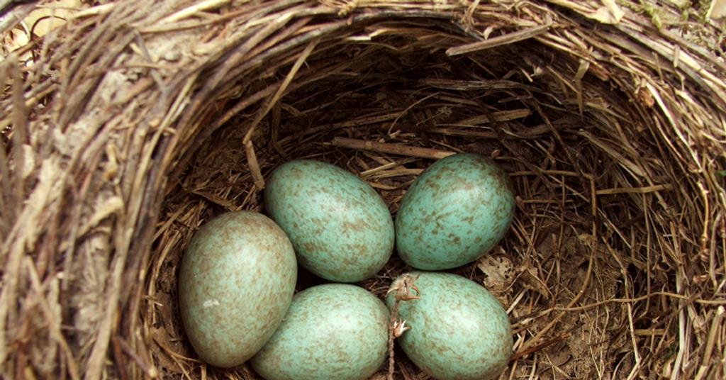 Analysis: How NEST wants to shape the future of retirement | Analysis | IPE