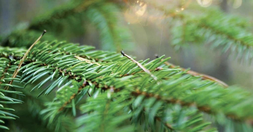 Asset owners to draft action plan for biodiversity strategies | News | IPE